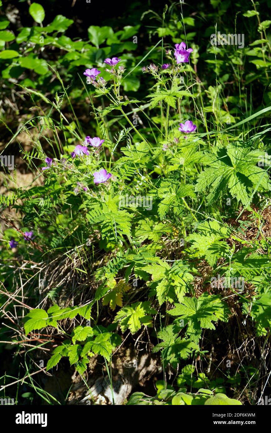 Wood cranesbill – geranium sylvaticum hi-res stock photography and ...
