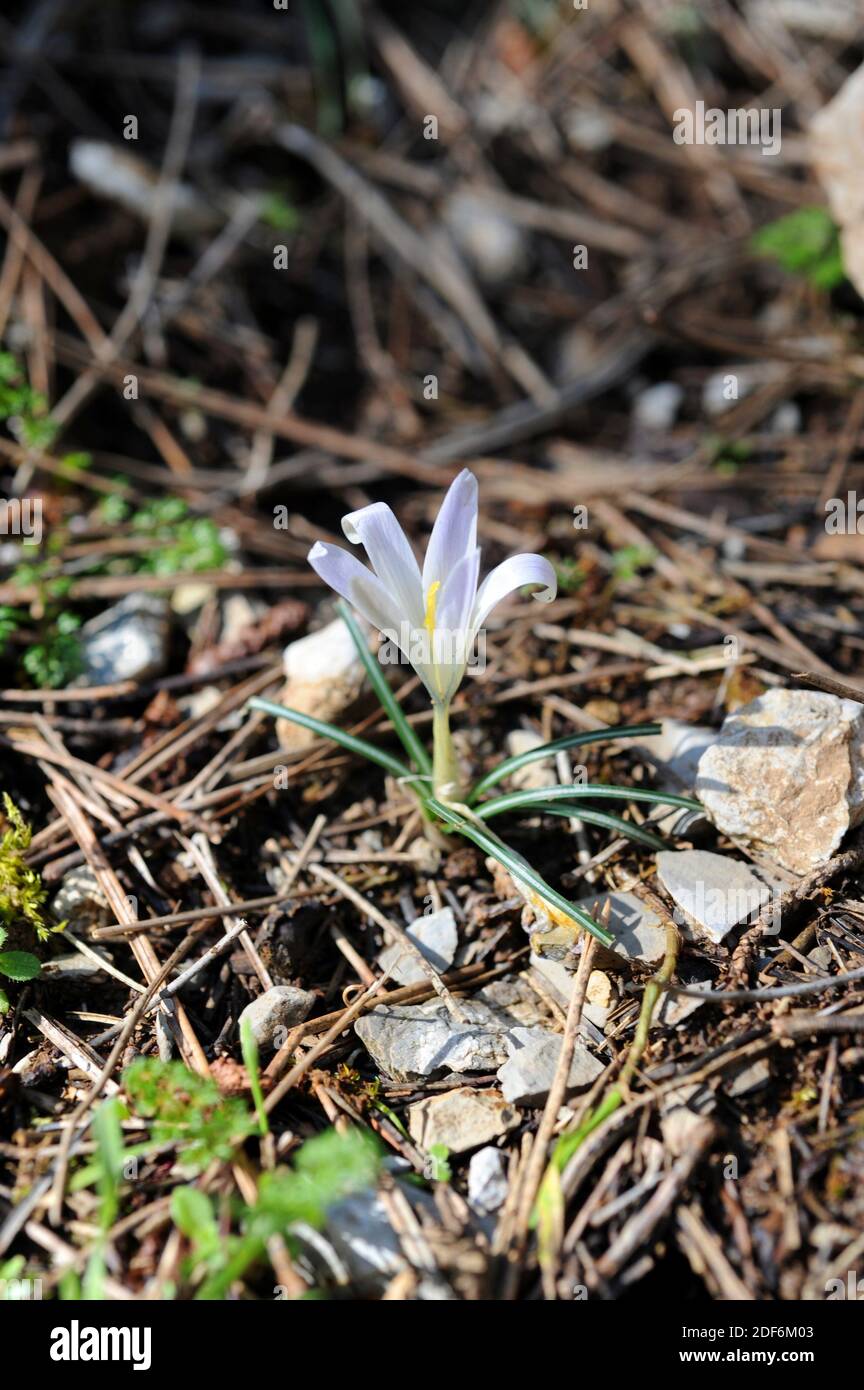 Montaña de azafrán hi-res stock photography and images - Alamy