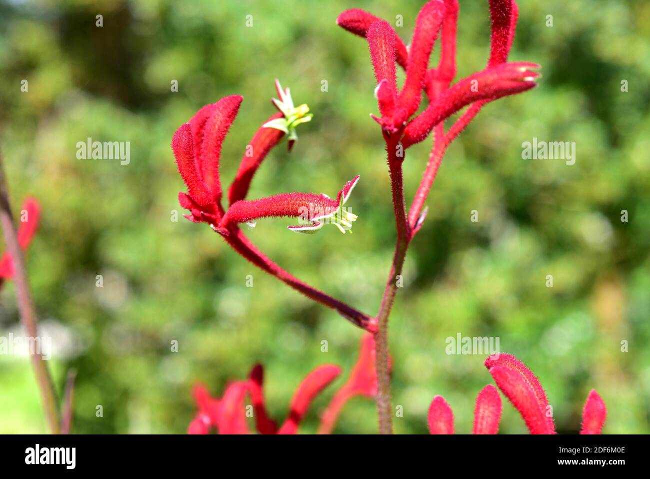 Anigozanthos hi-res stock photography and images - Alamy