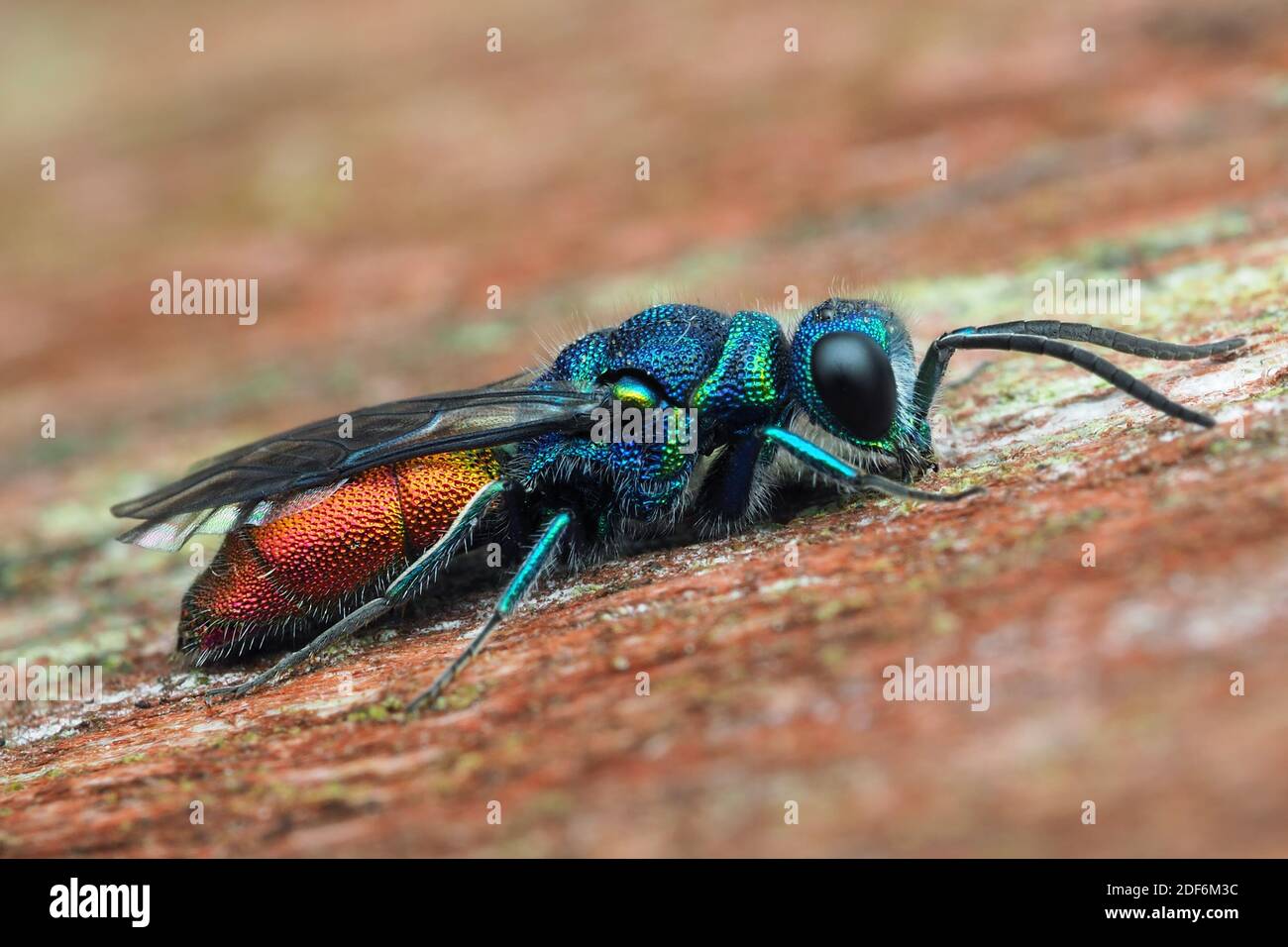 Chrysididae hi-res stock photography and images - Alamy