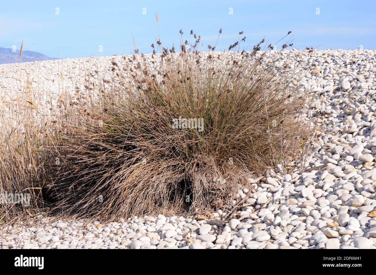 Plant of salt marshes and shingle hi-res stock photography and images ...