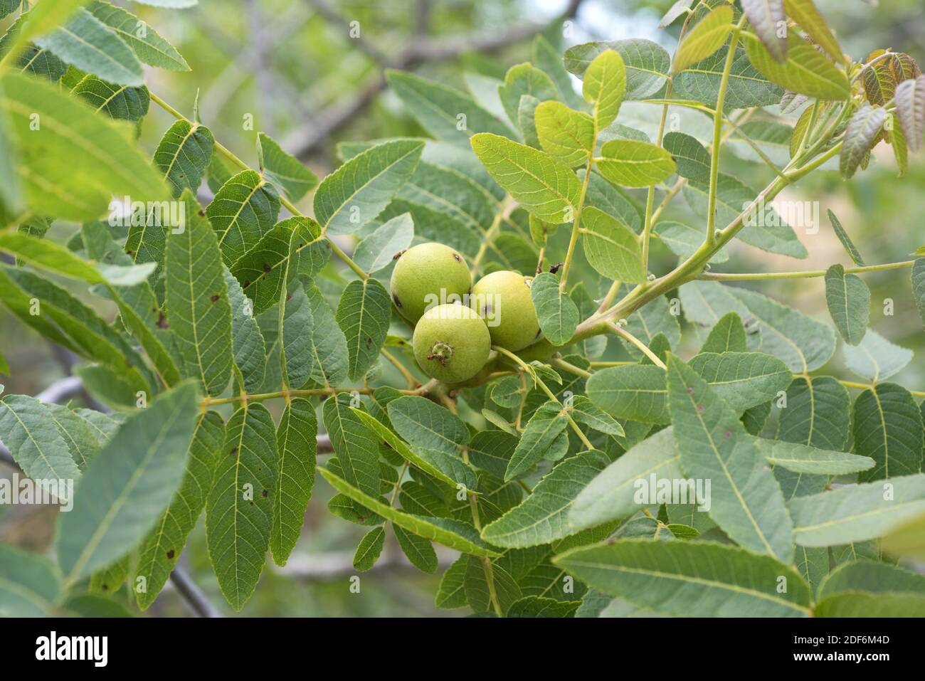 Black walnut tree leaves hi-res stock photography and images - Alamy