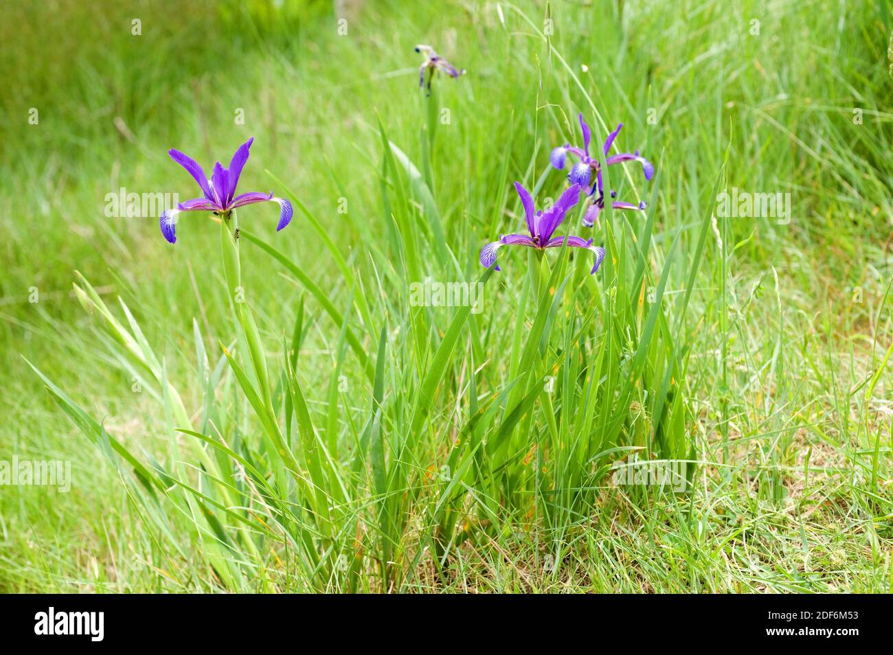 Iris blue flower hi-res stock photography and images - Alamy