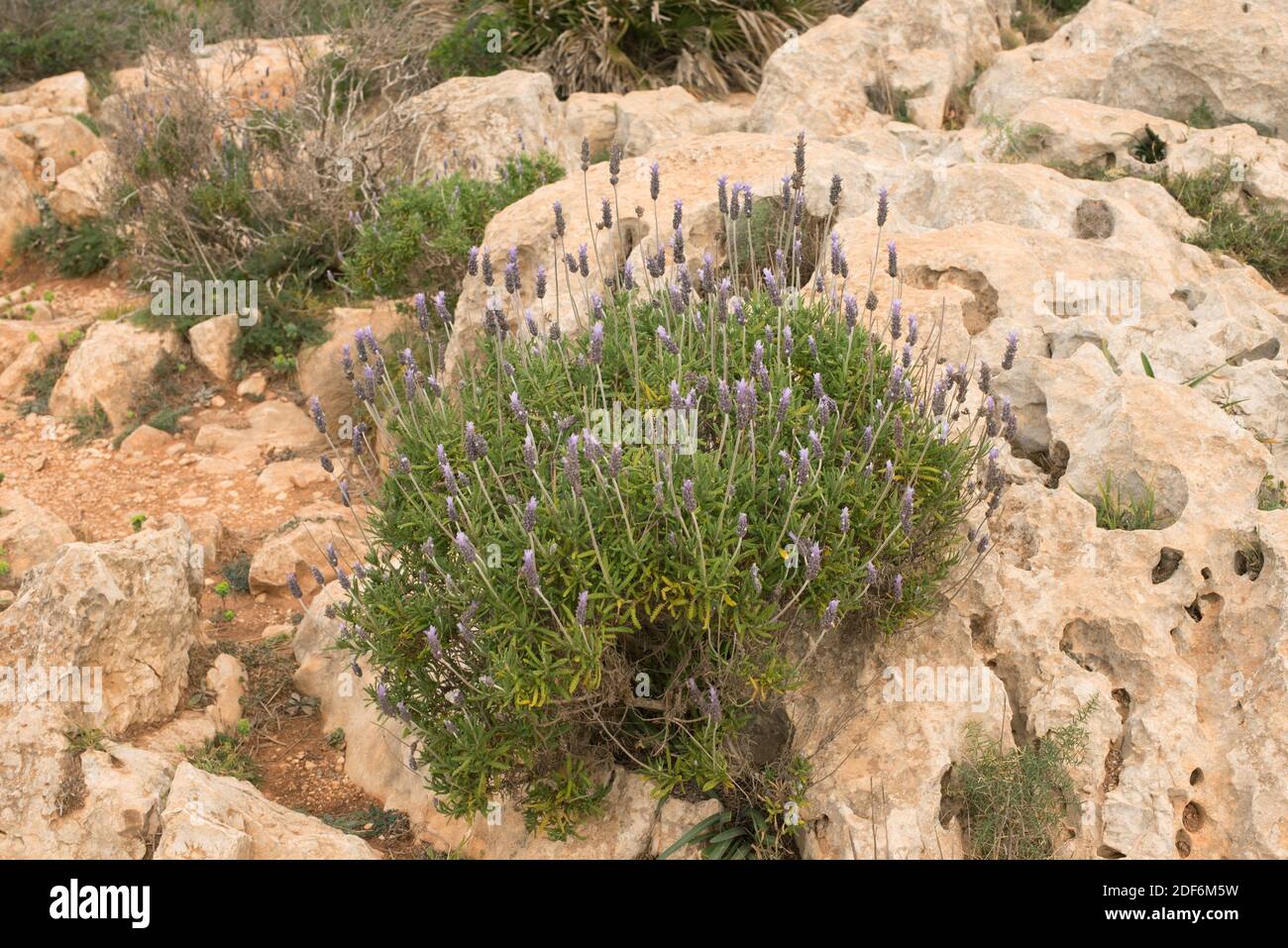 Native Flower Of Madeira High Resolution Stock Photography and Images ...