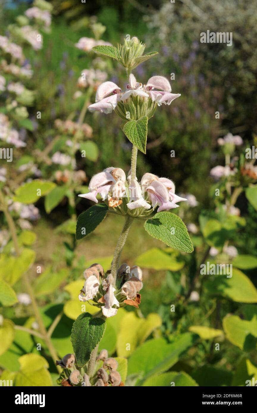 Native to morocco hi-res stock photography and images - Alamy