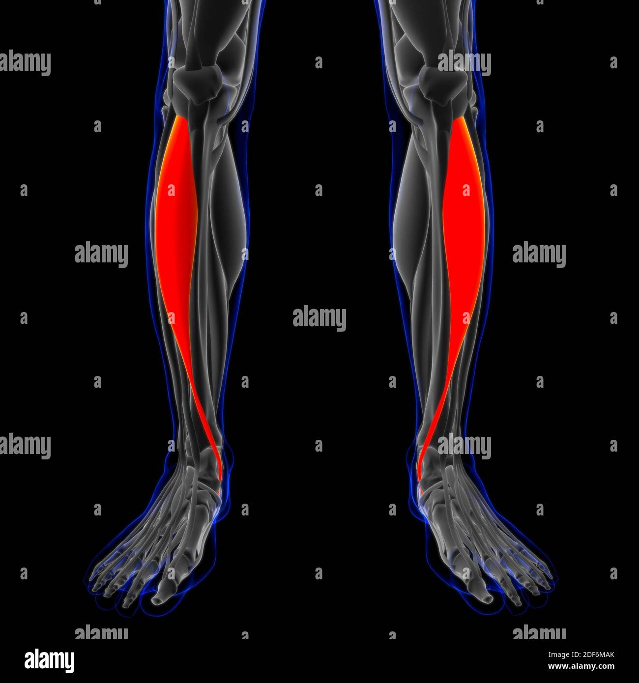 3D Illustration, Muscle is a soft tissue, Muscle cells contain proteins ...