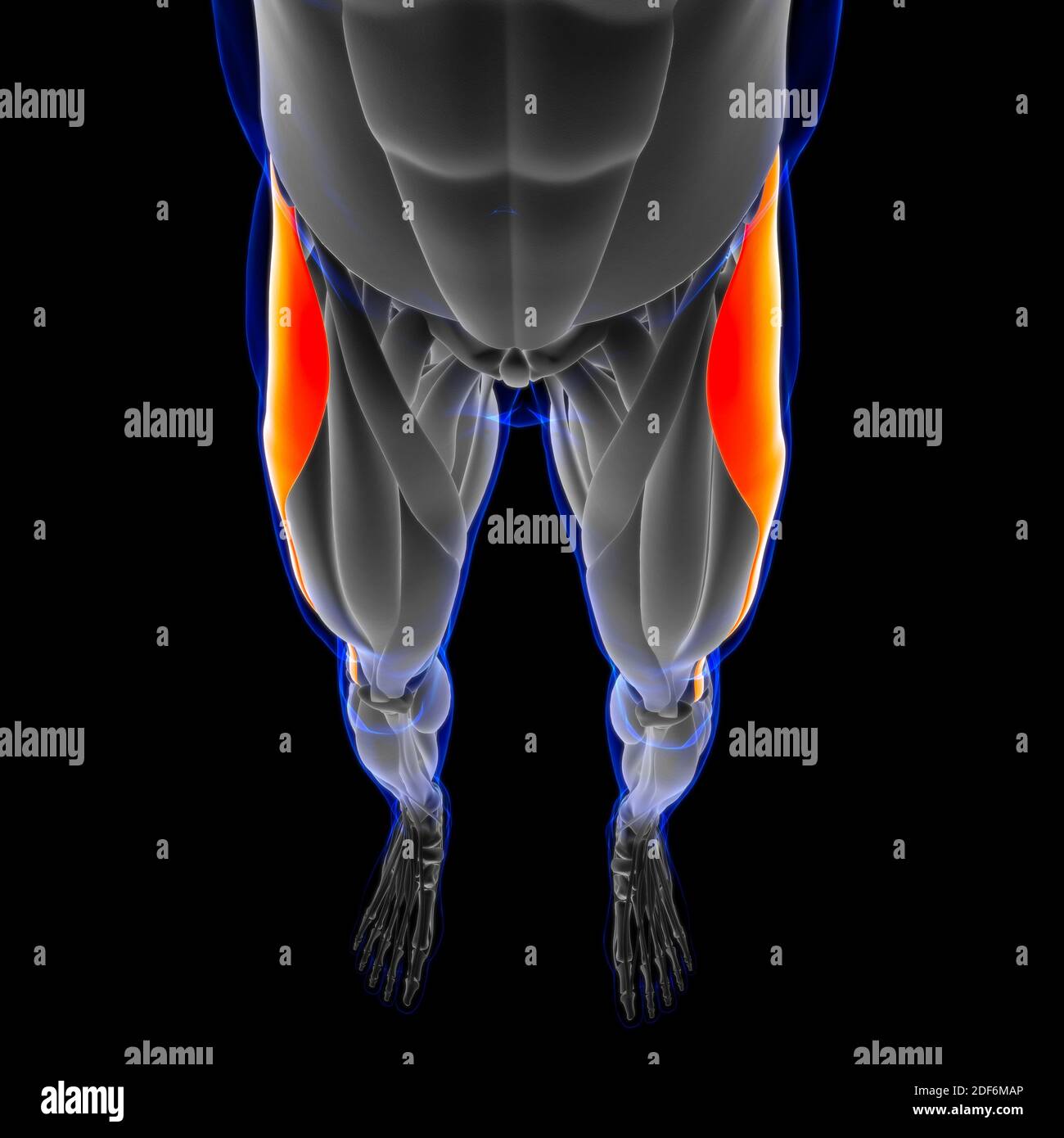3D Illustration, Muscle is a soft tissue, Muscle cells contain proteins ...