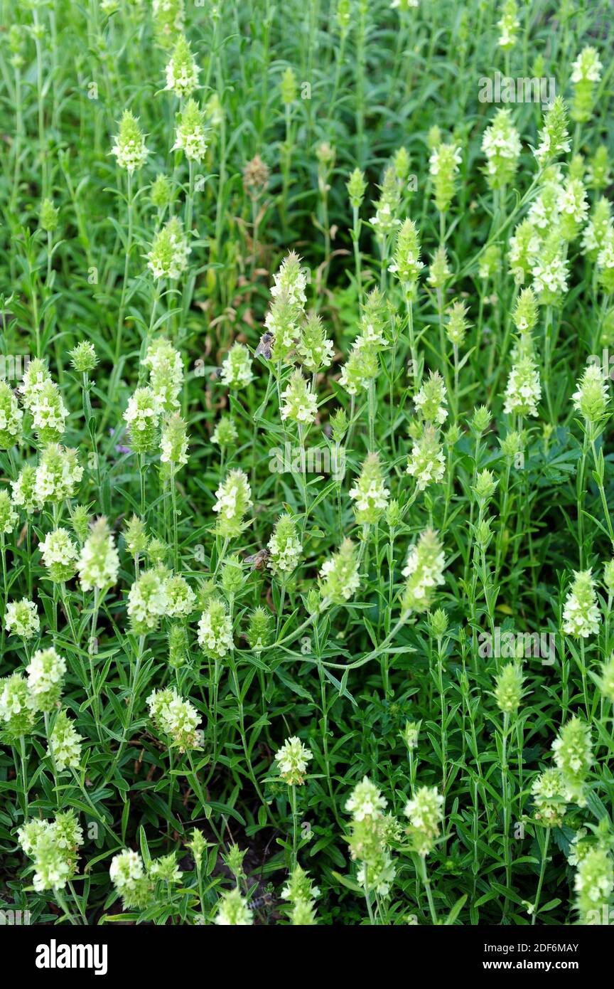 Sideritis Hyssopifolia