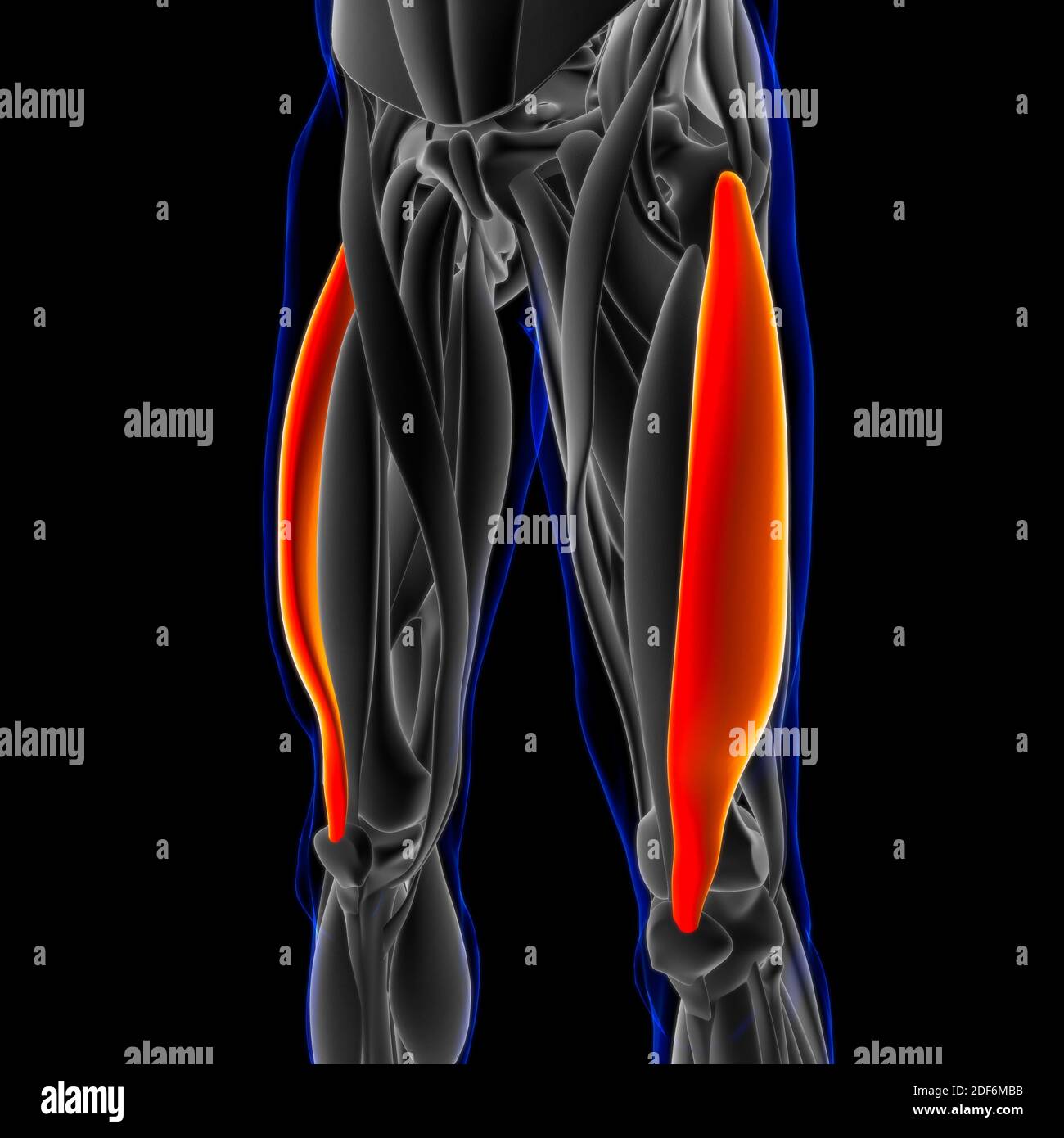 3D Illustration, Muscle is a soft tissue, Muscle cells contain proteins ...