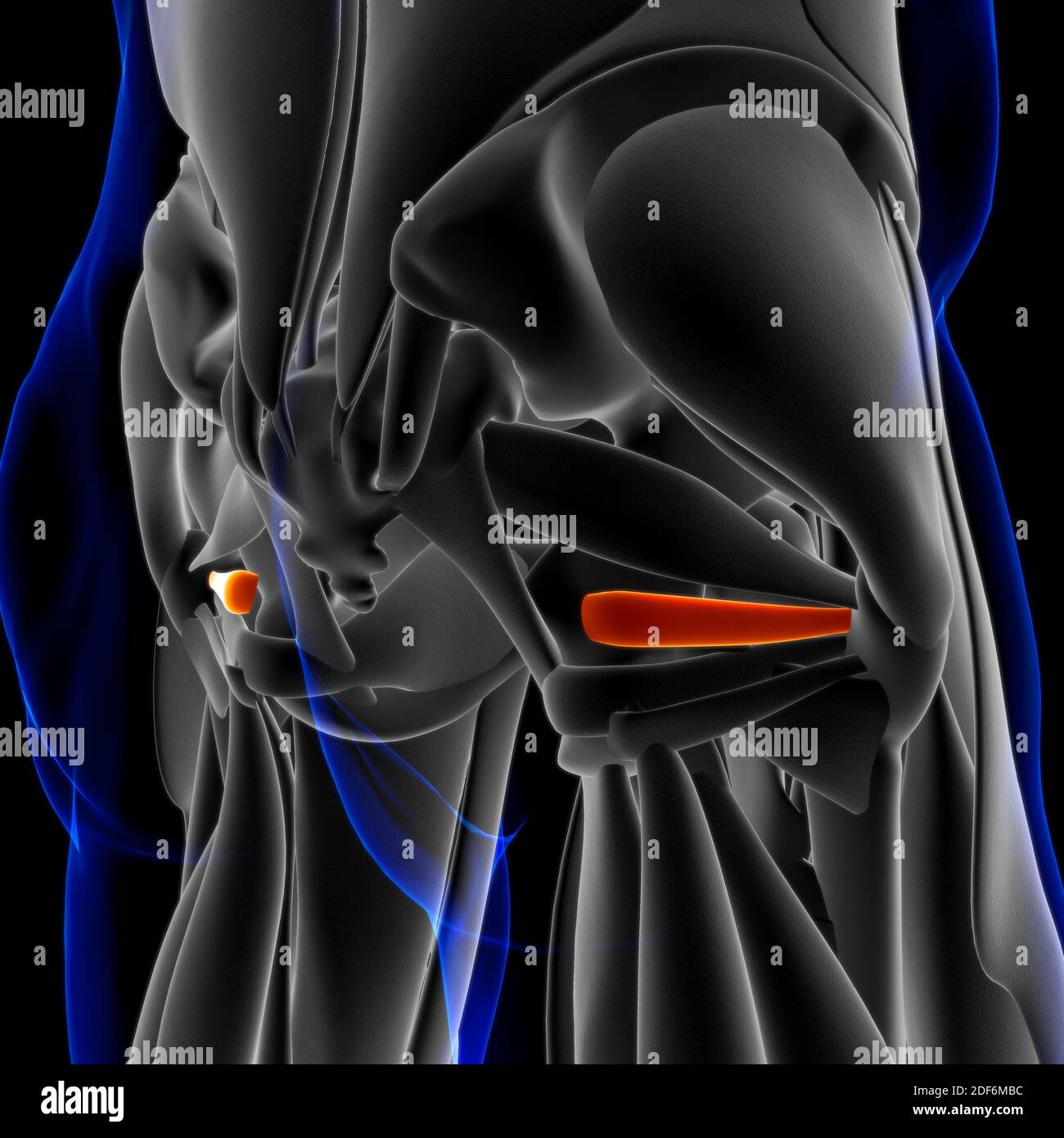 3D Illustration, Muscle is a soft tissue, Muscle cells contain proteins ...