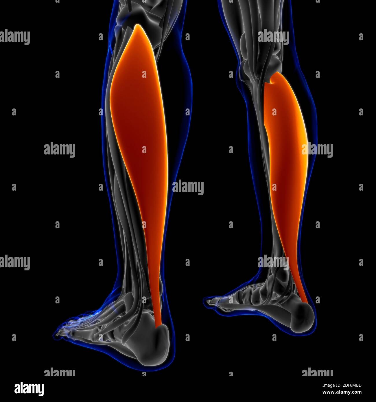 3D Illustration, Muscle is a soft tissue, Muscle cells contain proteins ...