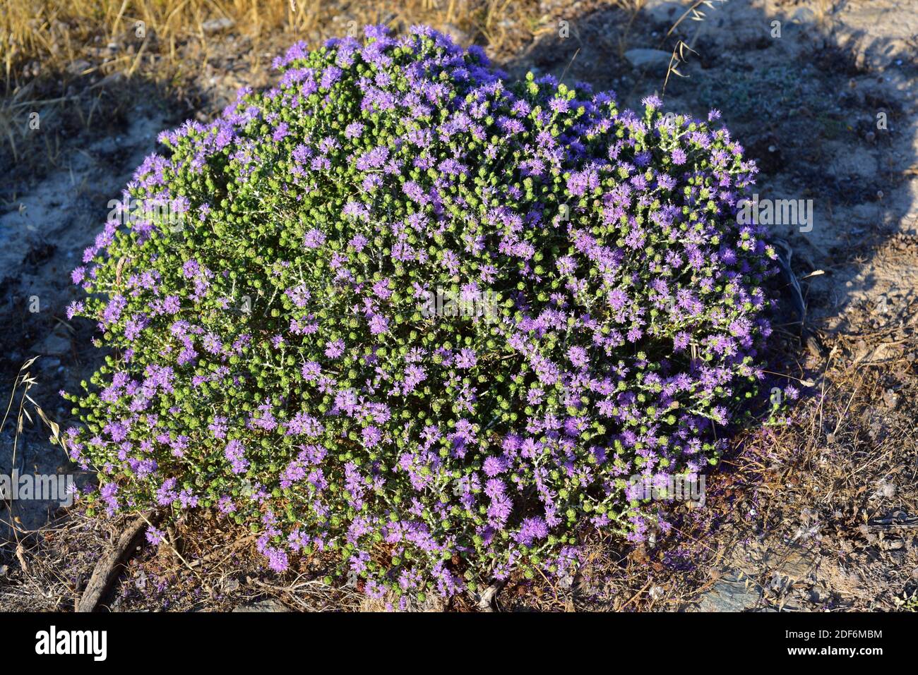Thymus Coridothymus Capitatus High Resolution Stock Photography and ...