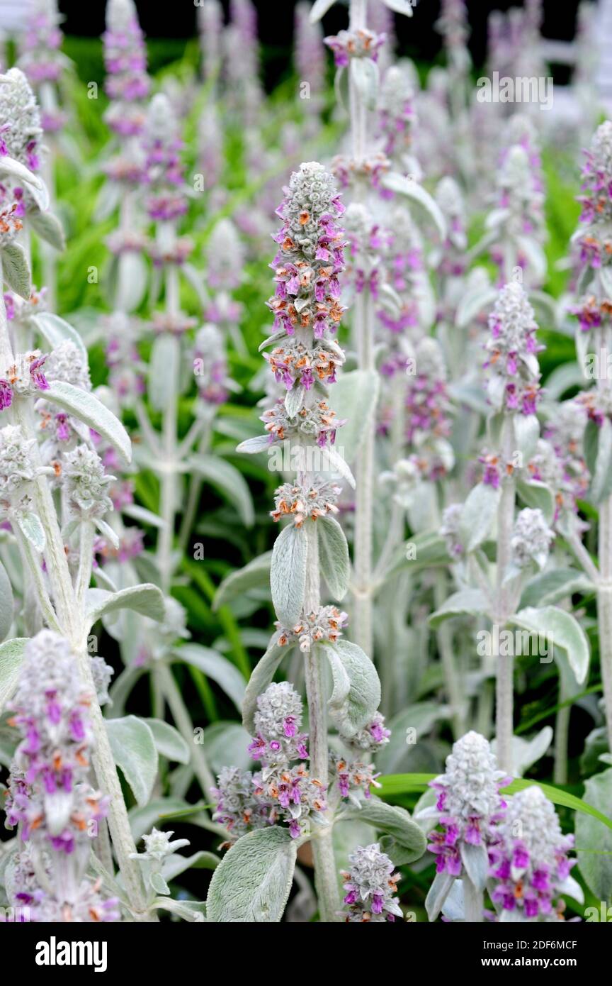 Iran plant hi-res stock photography and images - Alamy