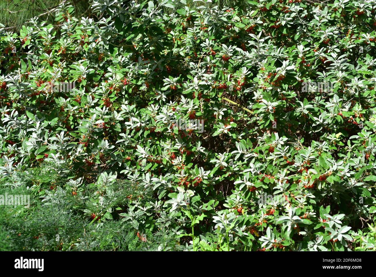 Teucrium heterophyllum hi-res stock photography and images - Alamy