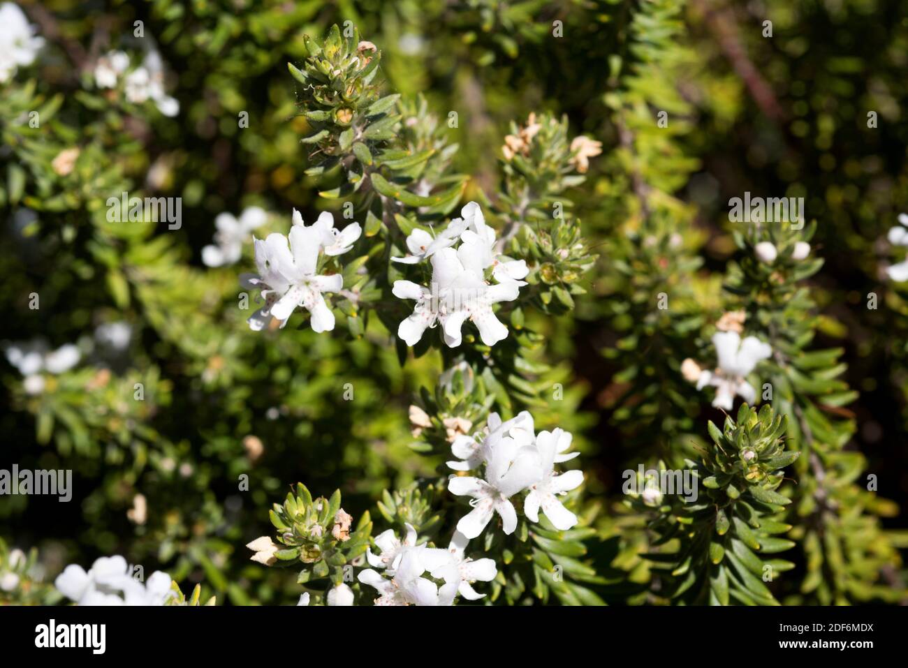 Coastal westringia westringia fruticosa hi-res stock photography and ...