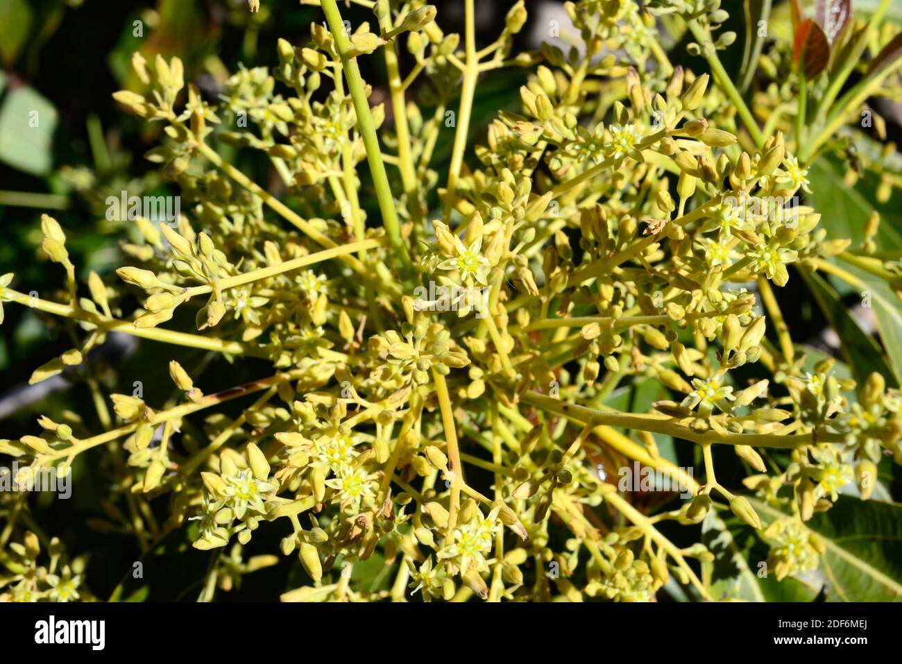 Persea americana flowers hi-res stock photography and images - Alamy