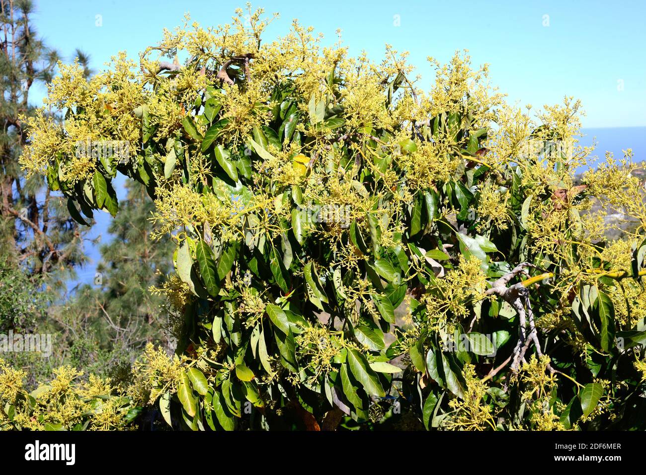 Persea americana flowers hi-res stock photography and images - Alamy