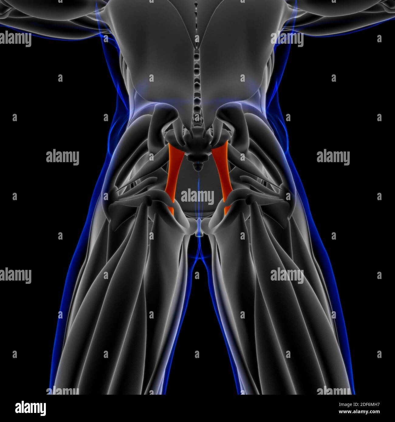 3D Illustration, Muscle is a soft tissue, Muscle cells contain proteins ...