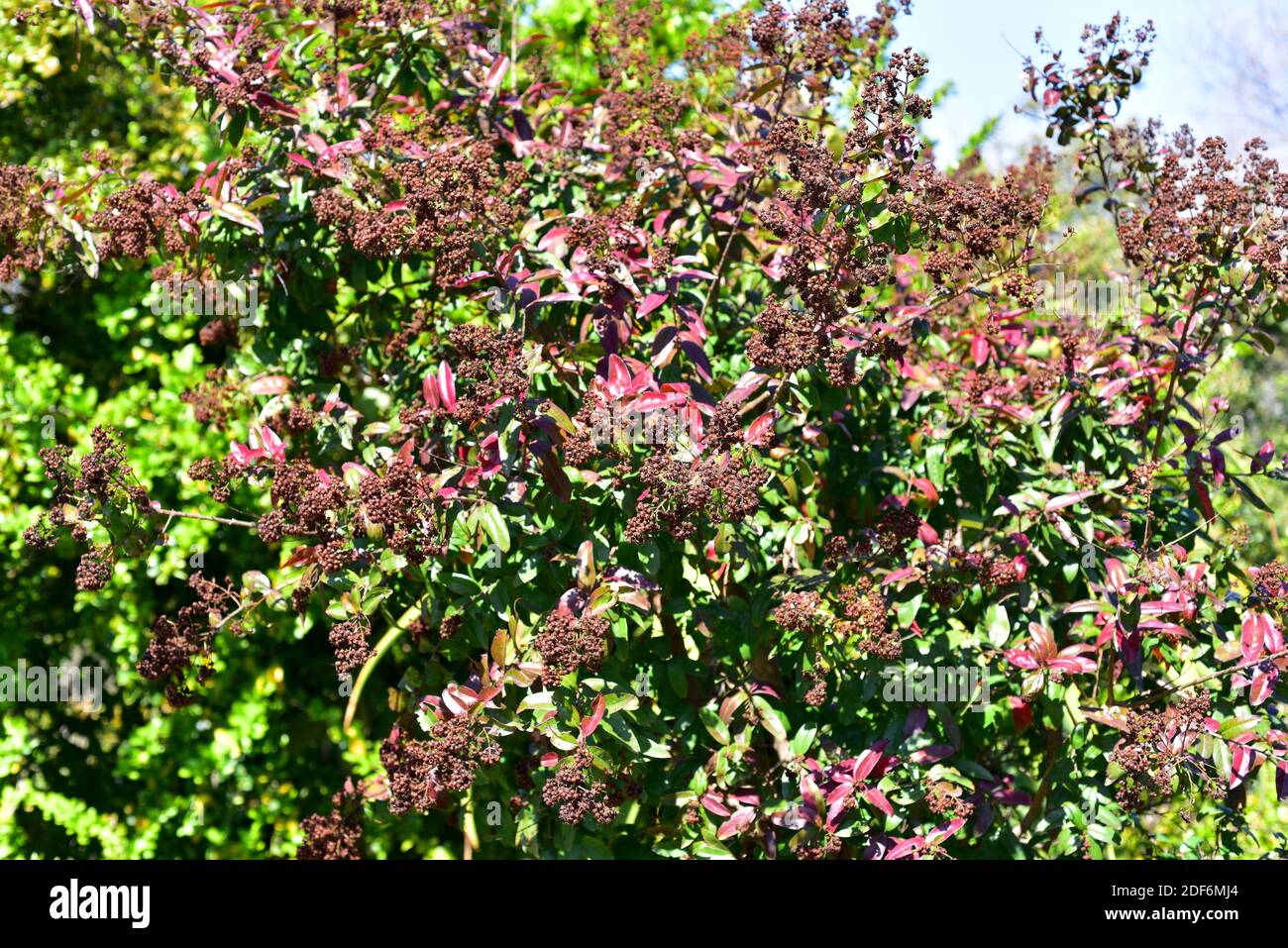 Chinaberry Tree High Resolution Stock Photography and Images - Alamy