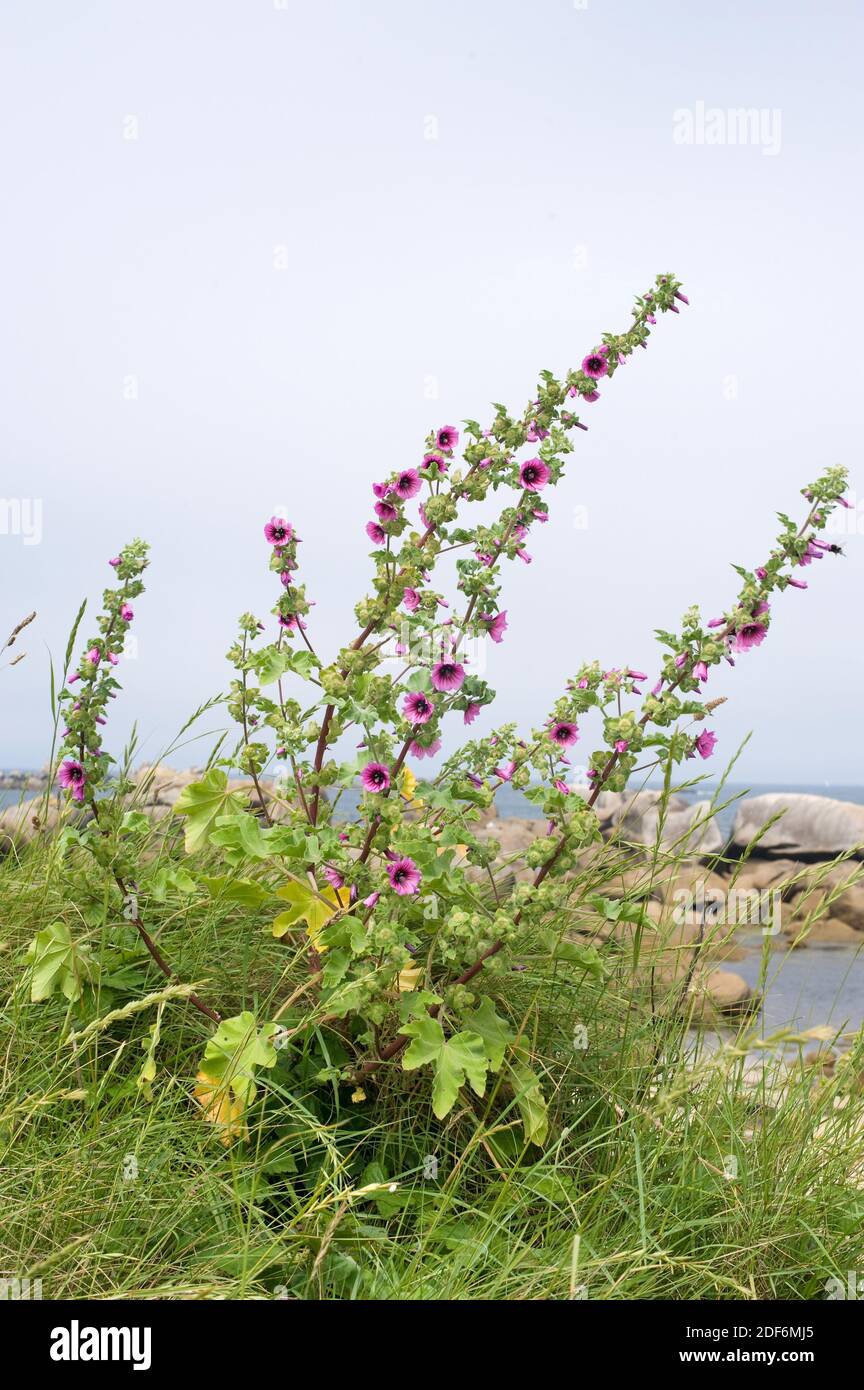 Tree Mallow Lavatera Arborea Malva High Resolution Stock Photography ...