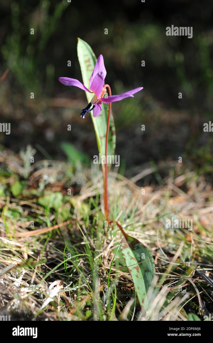 Dogtooth violet hi-res stock photography and images - Alamy