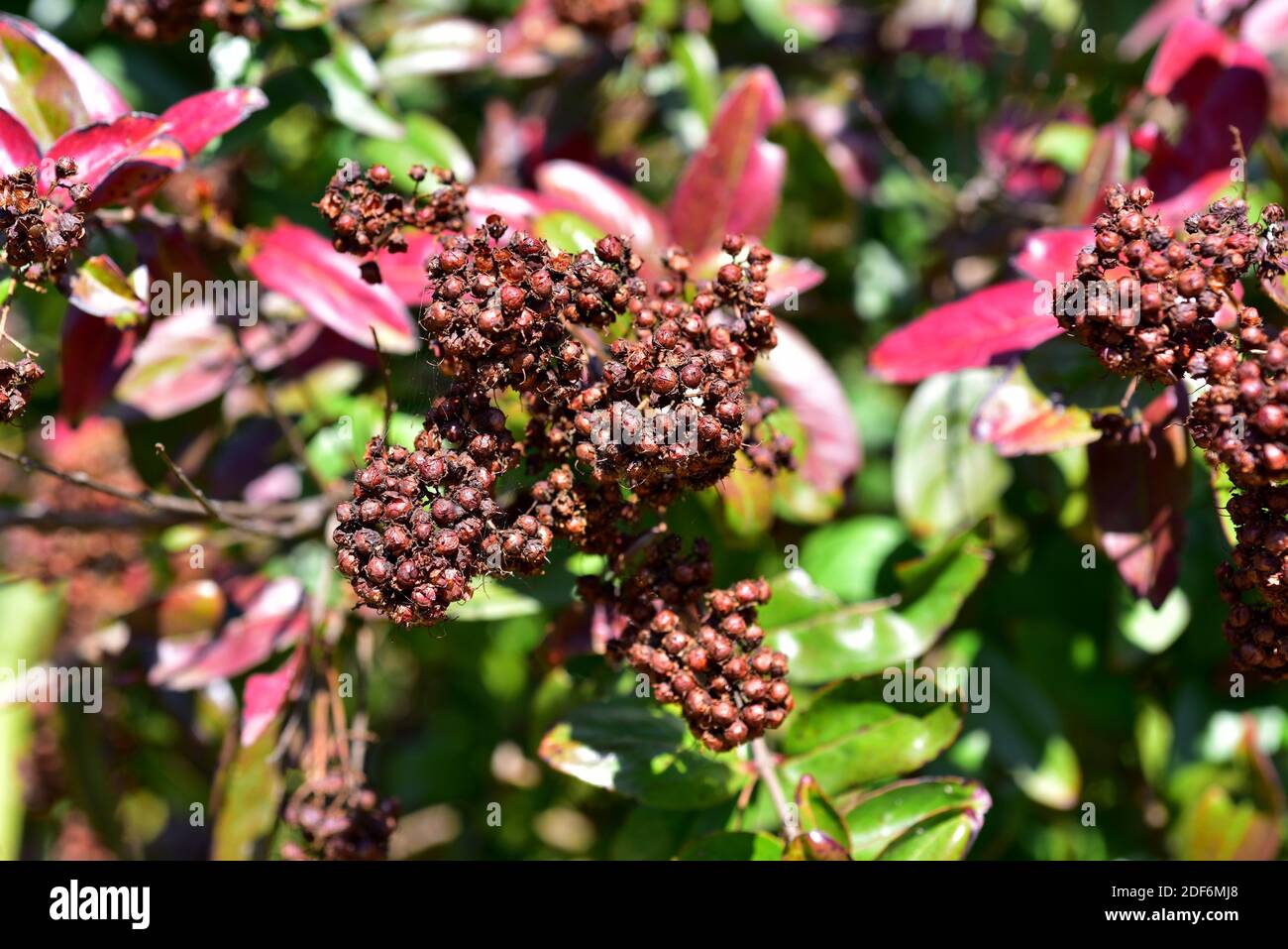 Indian tree fruit hi-res stock photography and images - Alamy