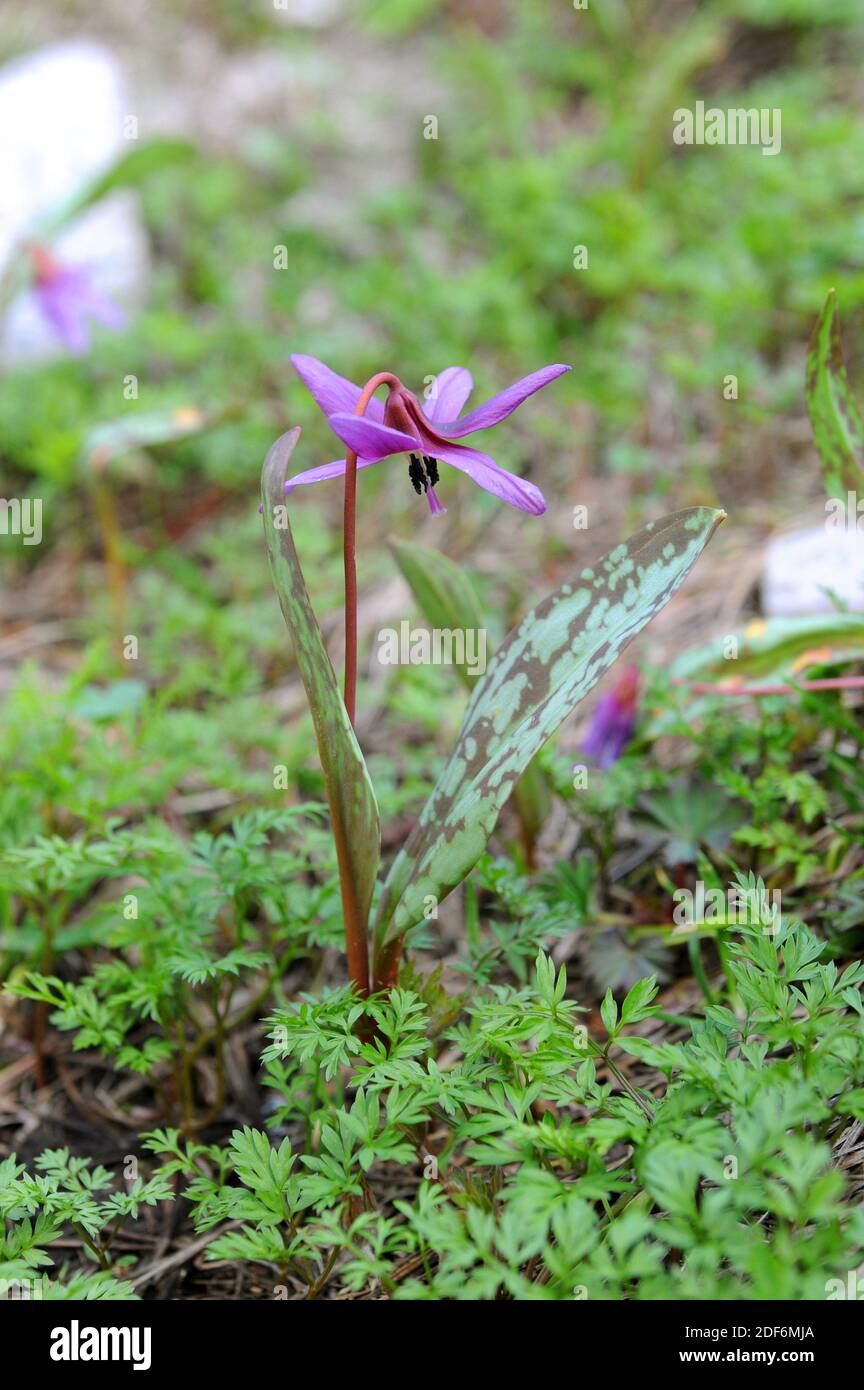 Native dog’s tooth violet hi-res stock photography and images - Alamy