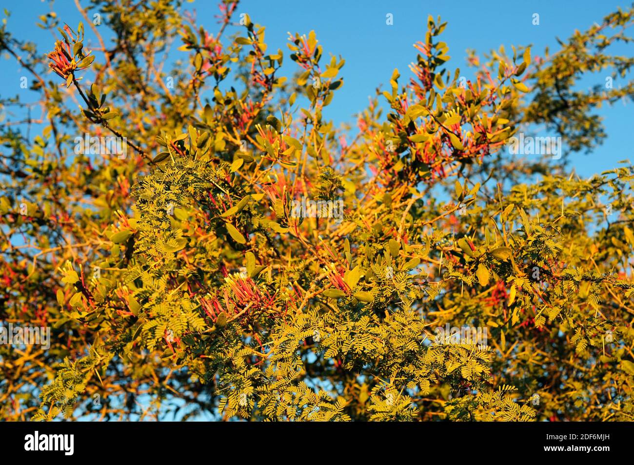 Mistletoe plant africa hi-res stock photography and images - Alamy