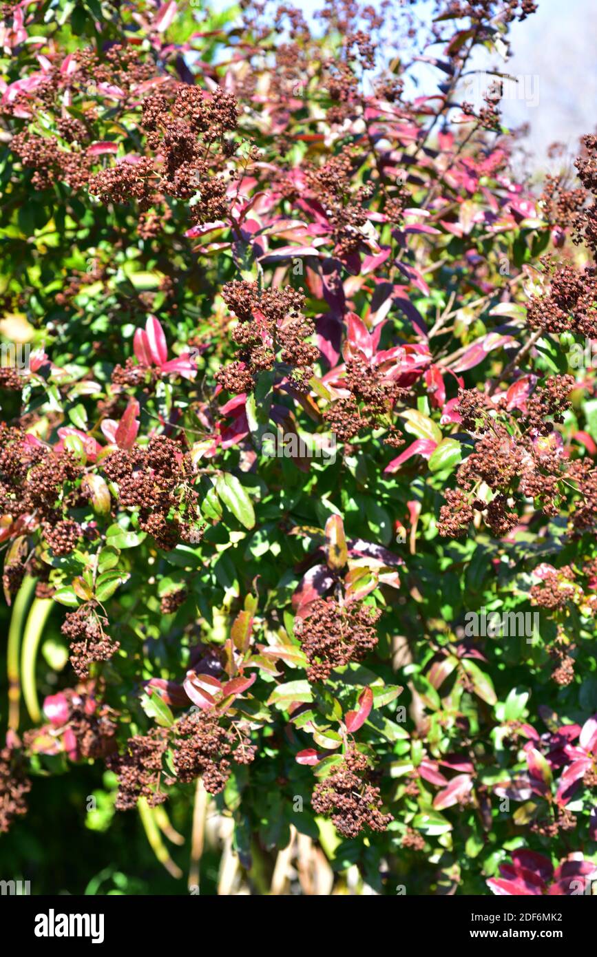 India tree hi-res stock photography and images - Alamy