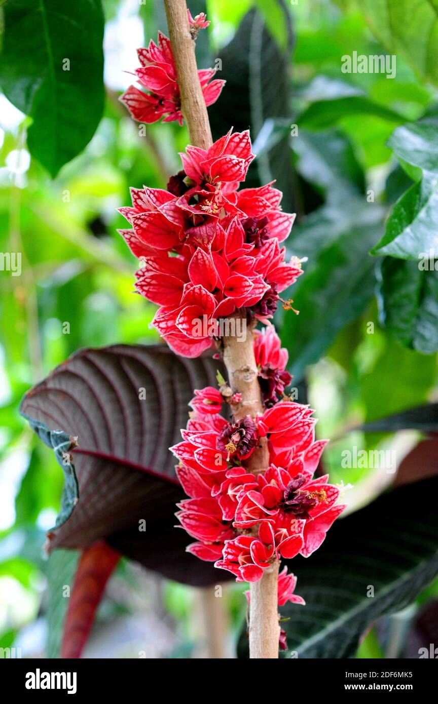 Brazil Native Flowers High Resolution Stock Photography and Images - Alamy