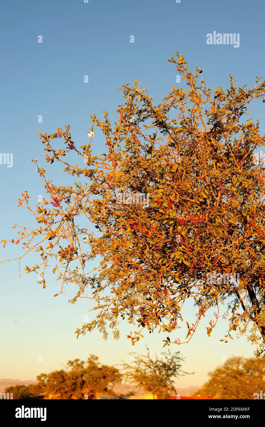 Mistletoe plant africa hi-res stock photography and images - Alamy