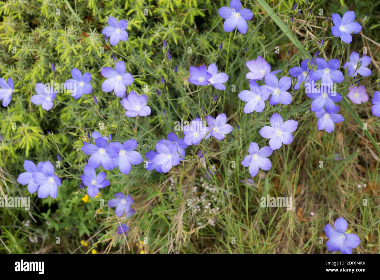 Flax for linoleum hi-res stock photography and images - Alamy