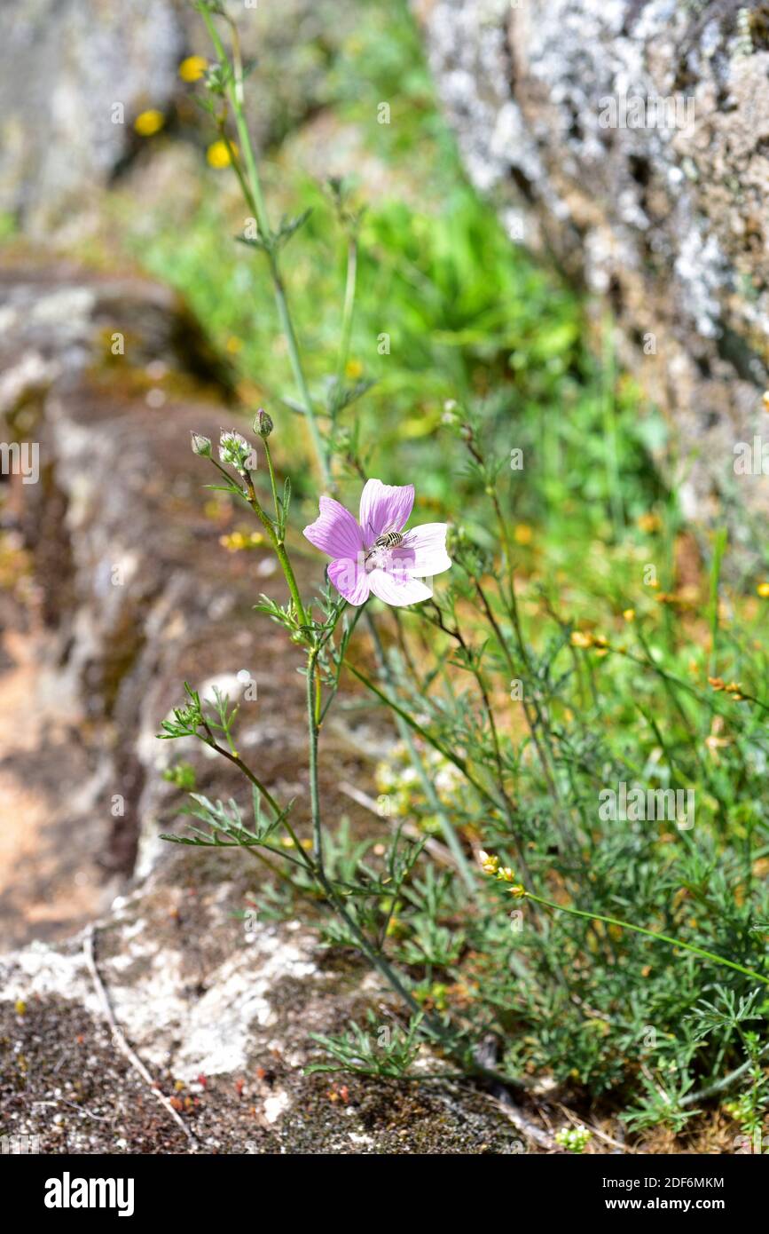 Musk Mallow High Resolution Stock Photography and Images - Alamy