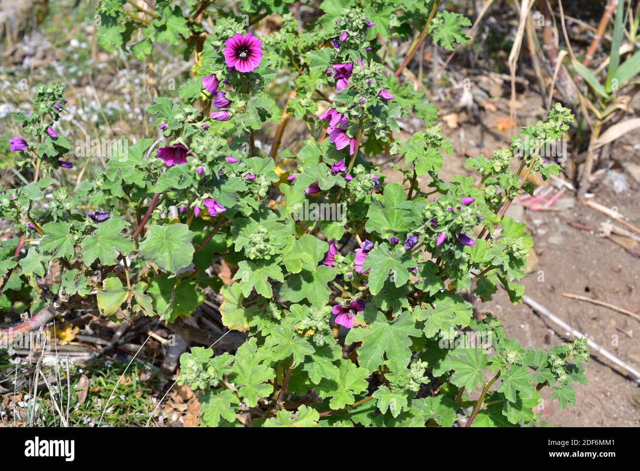 Malva Lavatera High Resolution Stock Photography and Images - Alamy