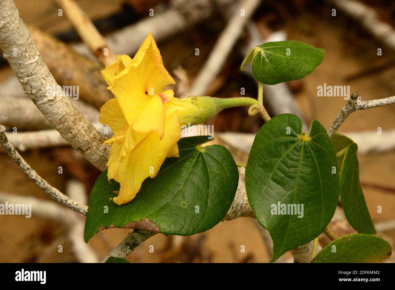 Native hibiscus hi-res stock photography and images - Alamy
