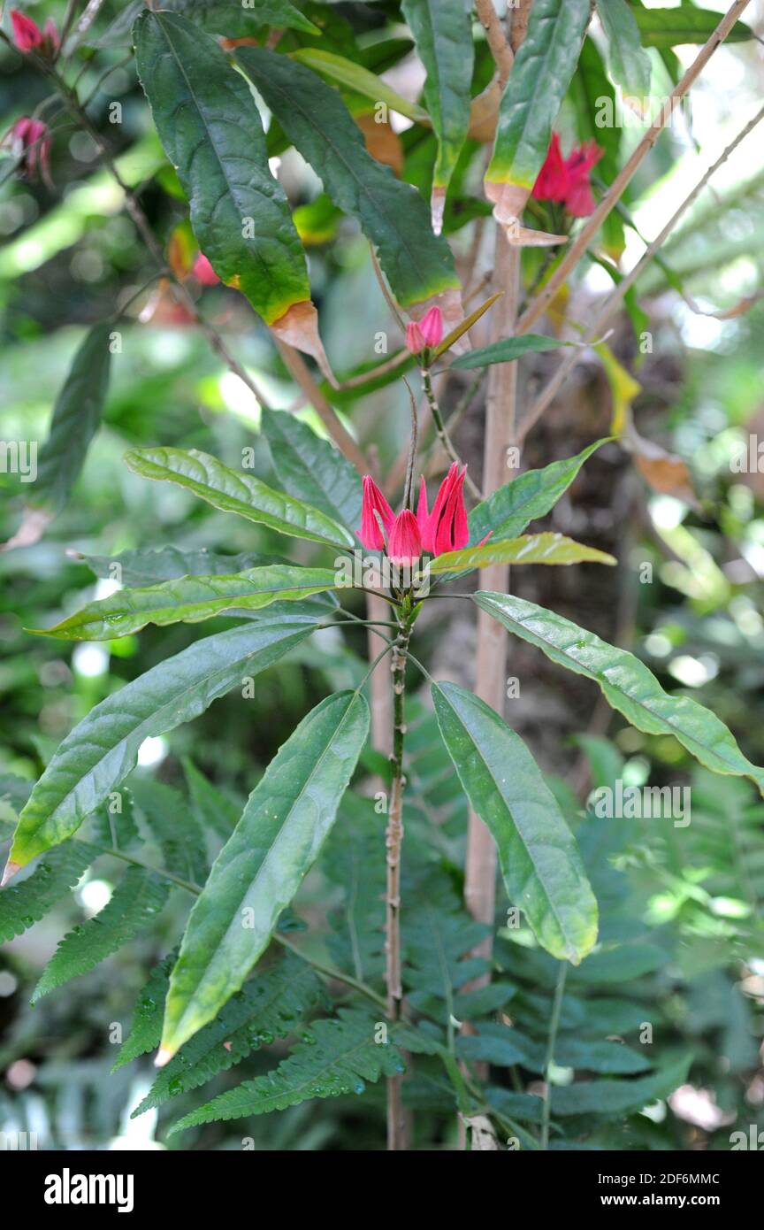 Red flower brazilian plant hi-res stock photography and images - Alamy