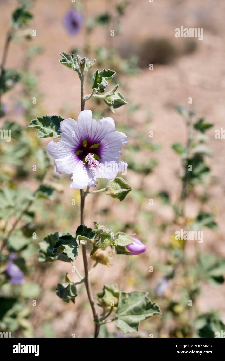 Lavatera Maritima High Resolution Stock Photography and Images - Alamy