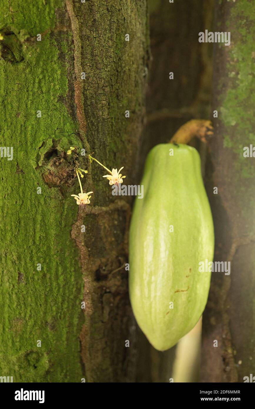 Cocoa Tree Flower High Resolution Stock Photography and Images - Alamy
