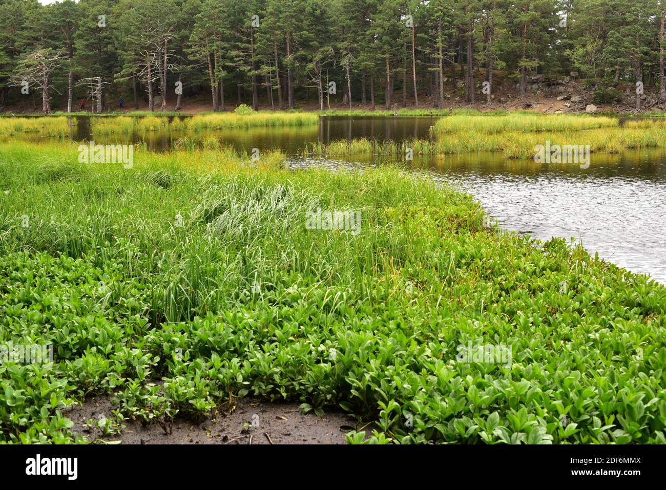 Buckbean plant hi-res stock photography and images - Alamy