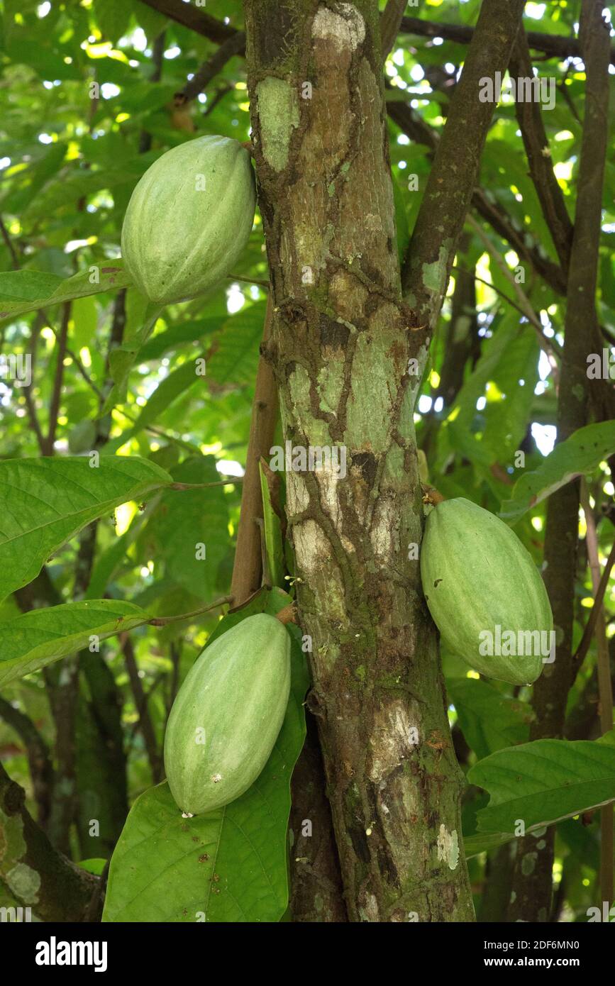 Theobroma cacao seed hi-res stock photography and images - Alamy
