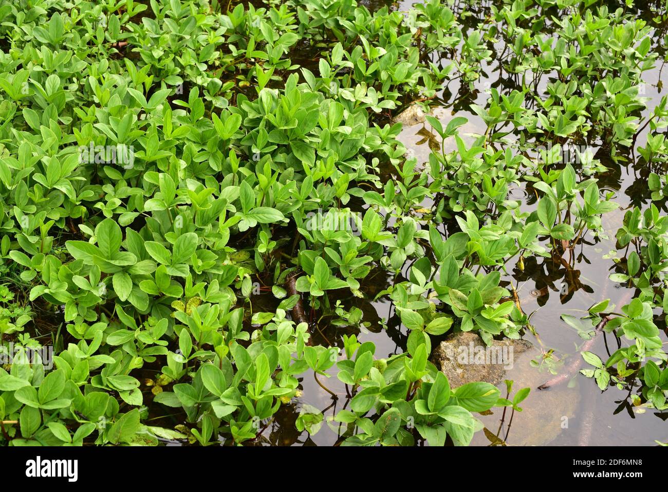 Aquatic perennial bogbean hi-res stock photography and images - Alamy