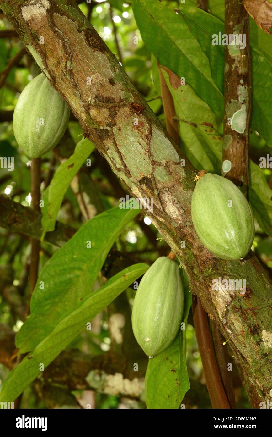 Cauliflory Tree High Resolution Stock Photography and Images - Alamy