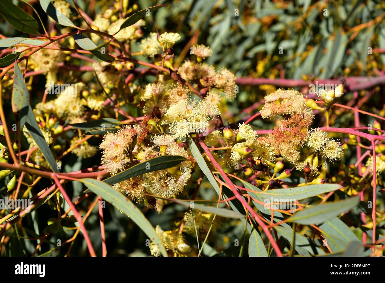 Eucalyptus socialis hi-res stock photography and images - Alamy