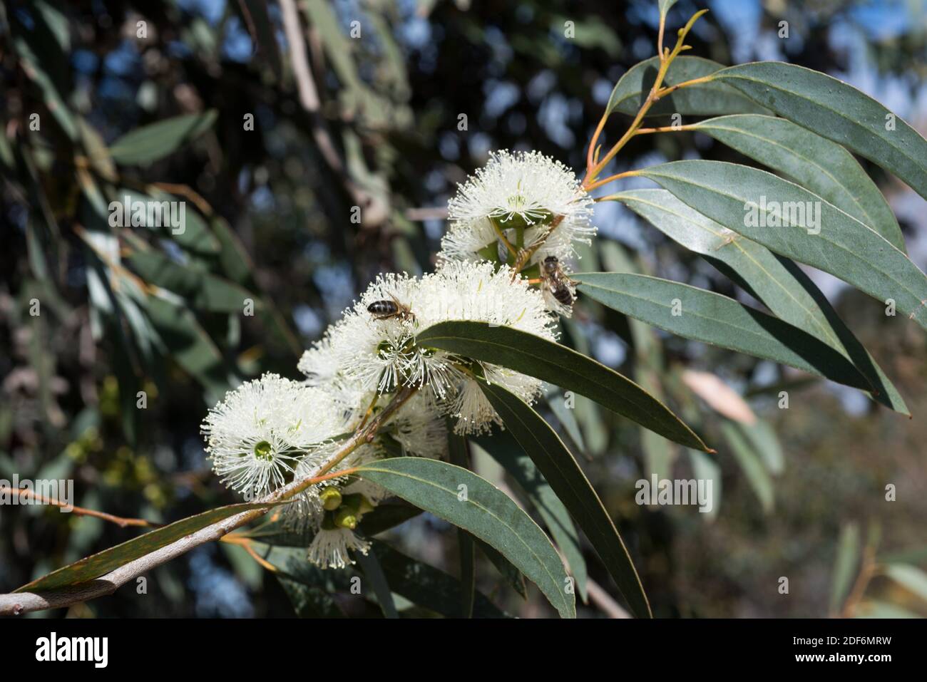 Eucalyptus mallee hi-res stock photography and images - Alamy