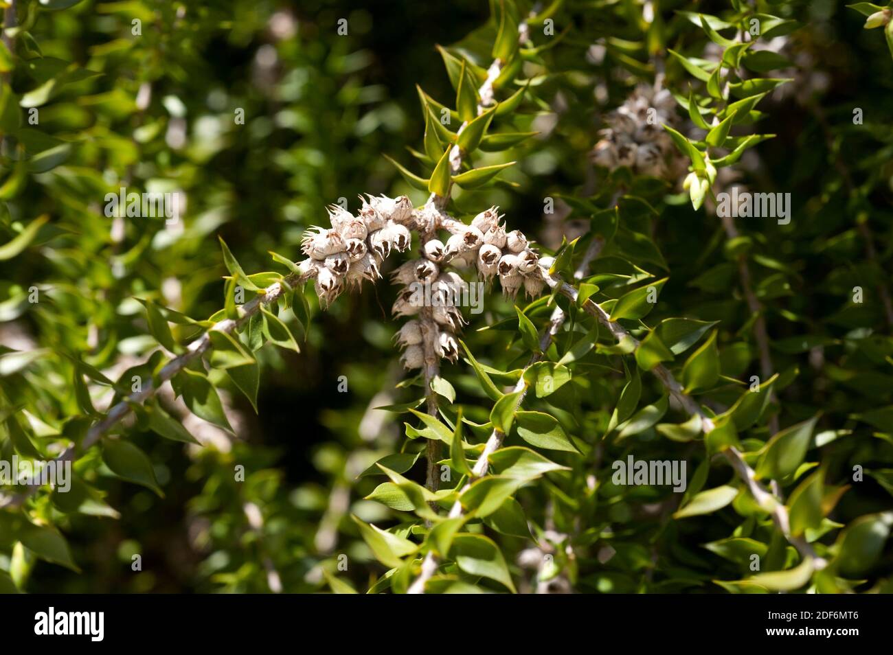 Melaleuca leaf hi-res stock photography and images - Alamy