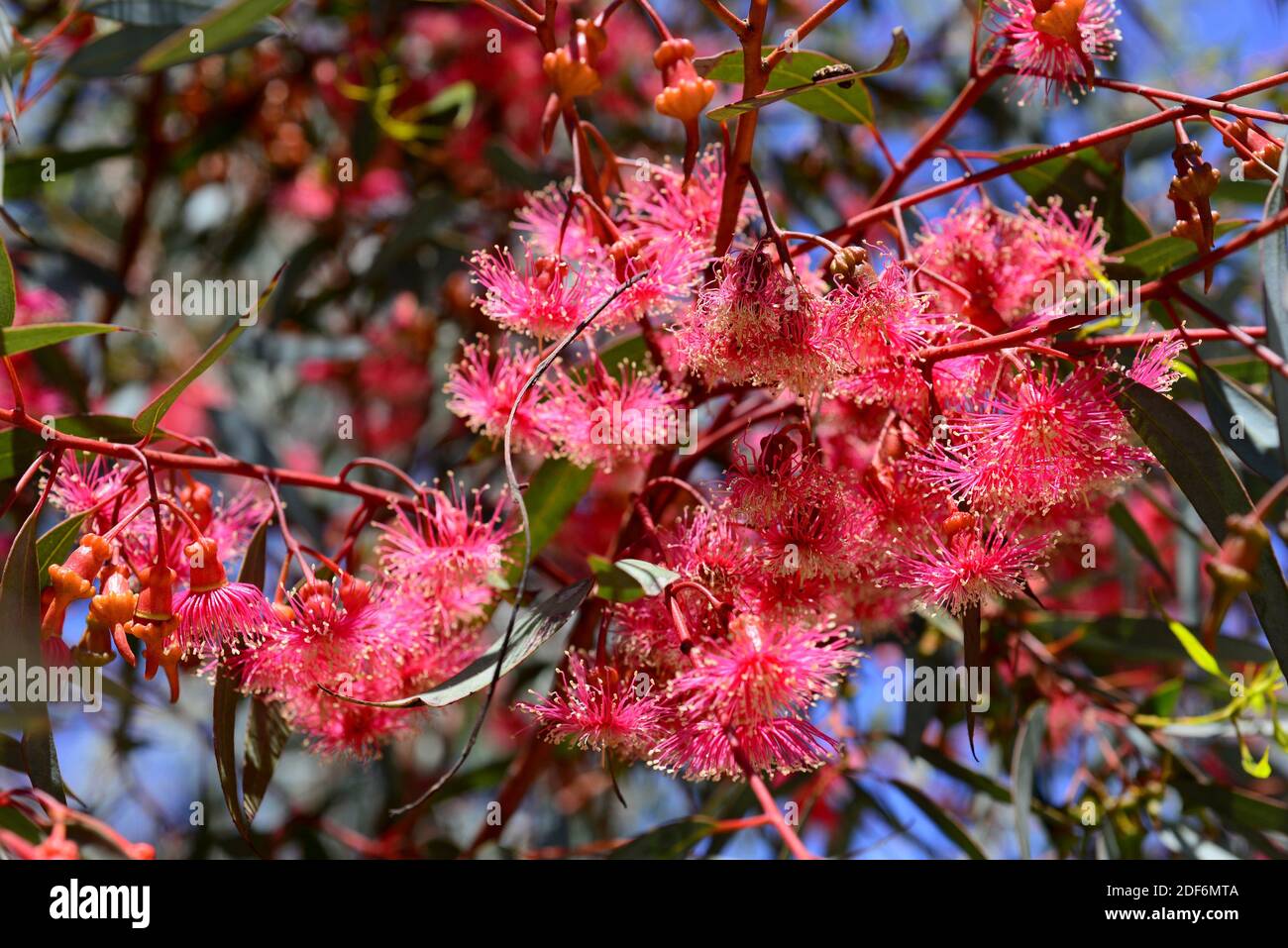 Red gum tree flower hi-res stock photography and images - Alamy