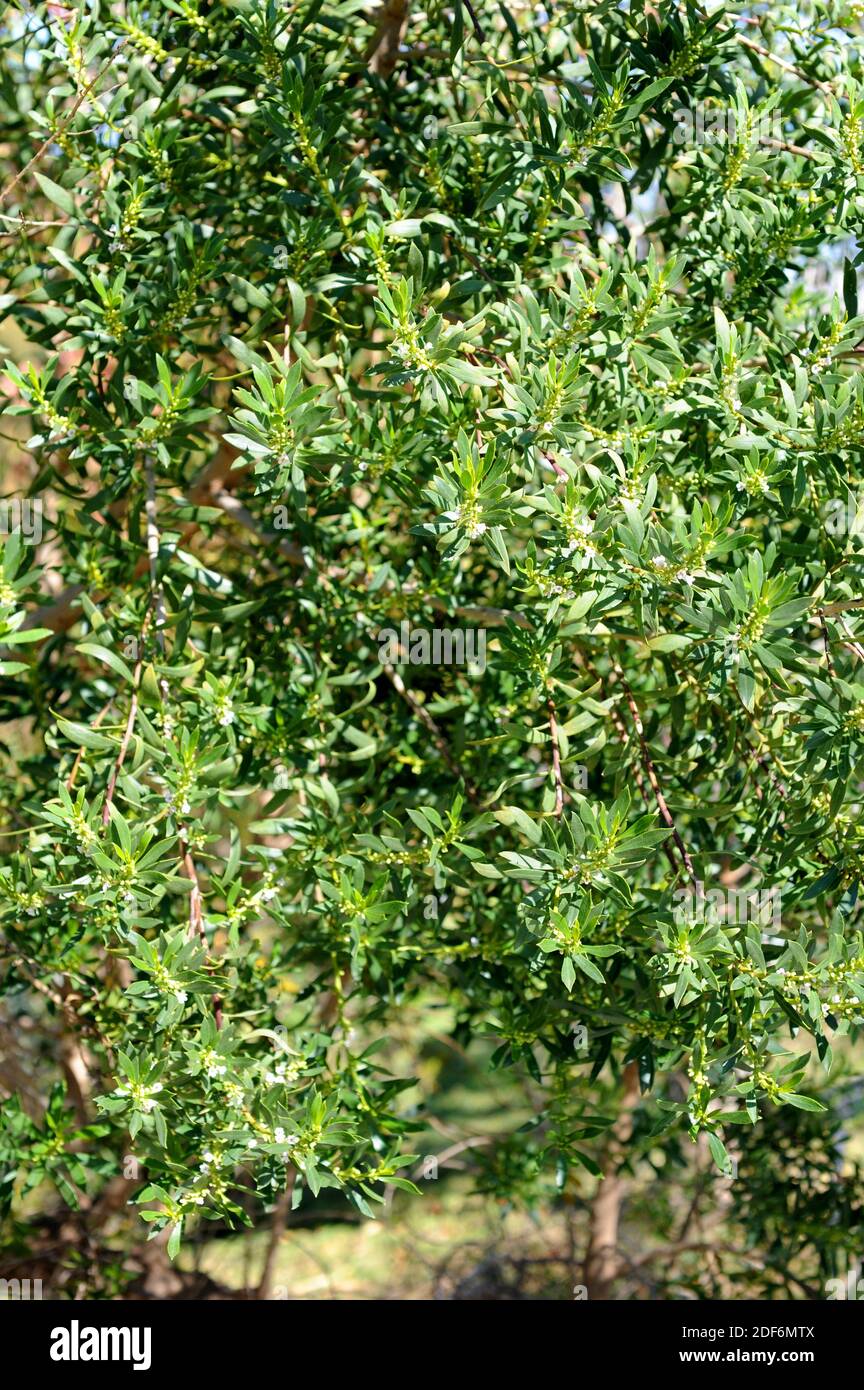 Australia native flora hi-res stock photography and images - Alamy
