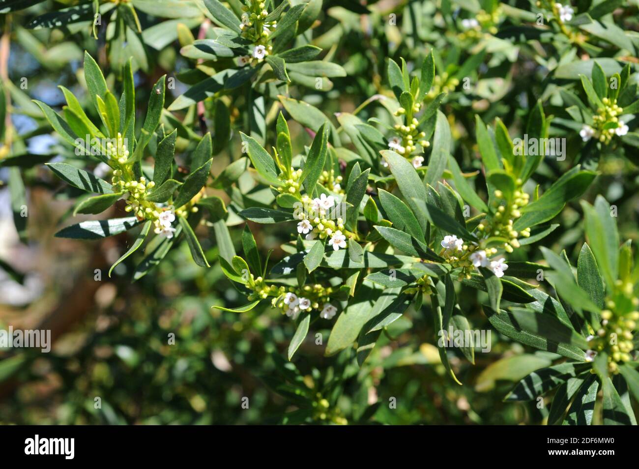 Myoporum insulare hi-res stock photography and images - Alamy