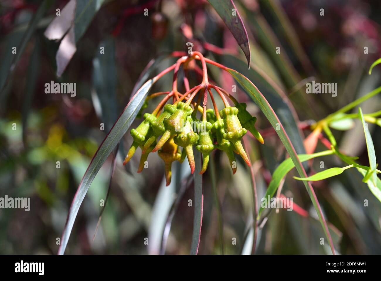 Coral gum tree hi-res stock photography and images - Alamy