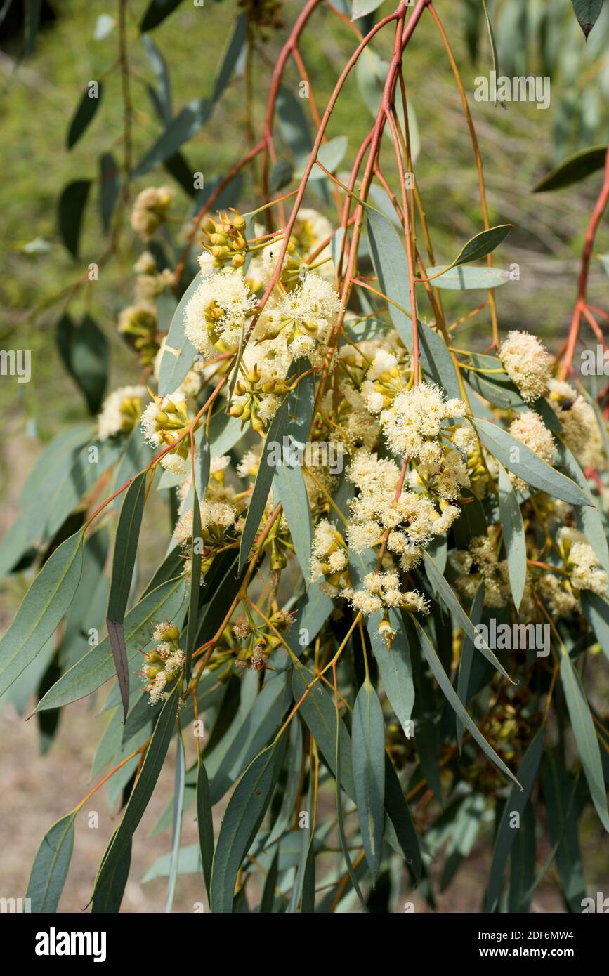 Eucalyptus mallee hi-res stock photography and images - Alamy